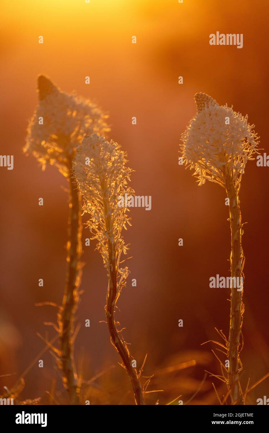 Stillwater state forest hi-res stock photography and images - Alamy