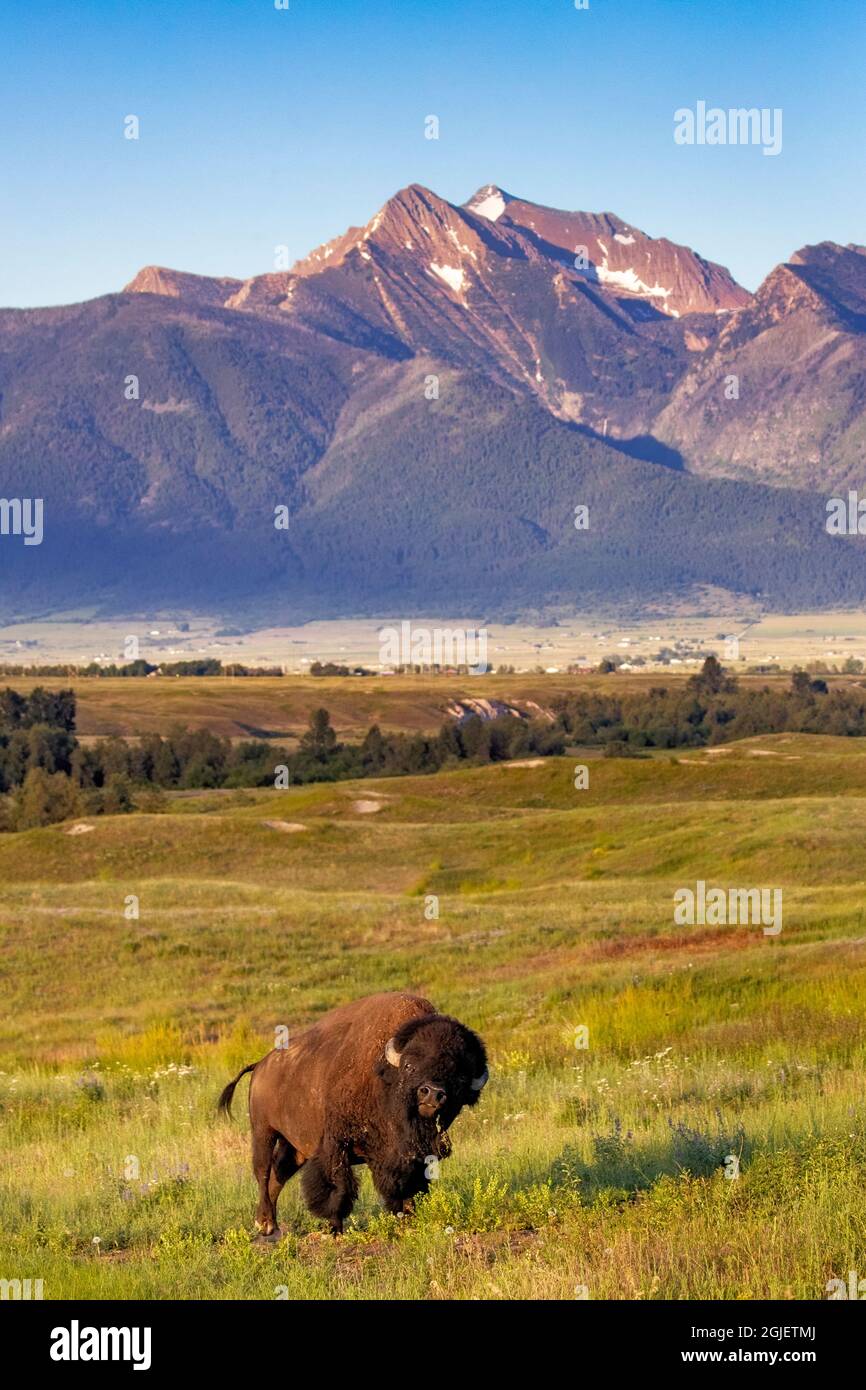 Bison bull at the National Bison Range in Moiese, Montana, USA Stock ...