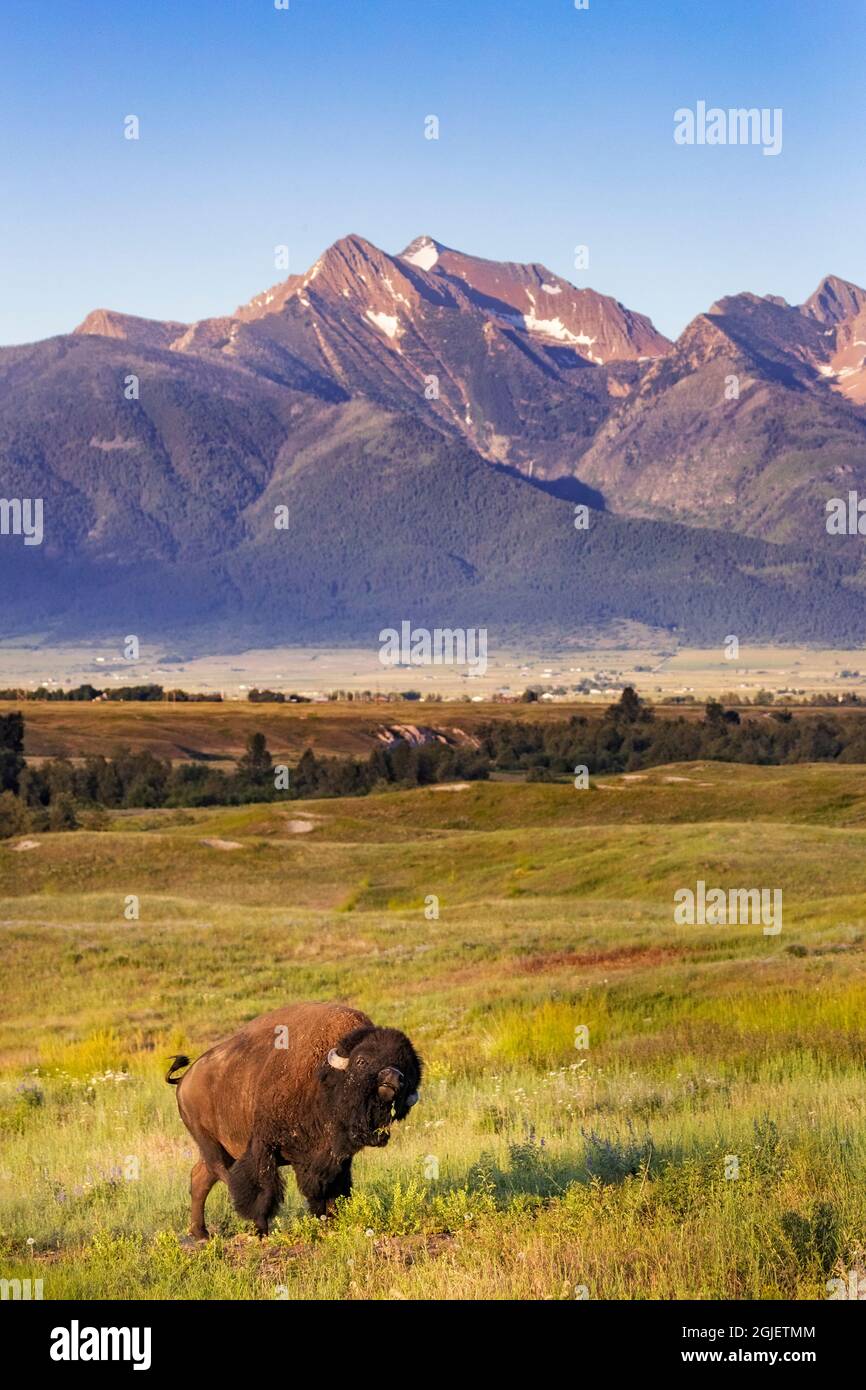 Bison bull at the National Bison Range in Moiese, Montana, USA Stock ...