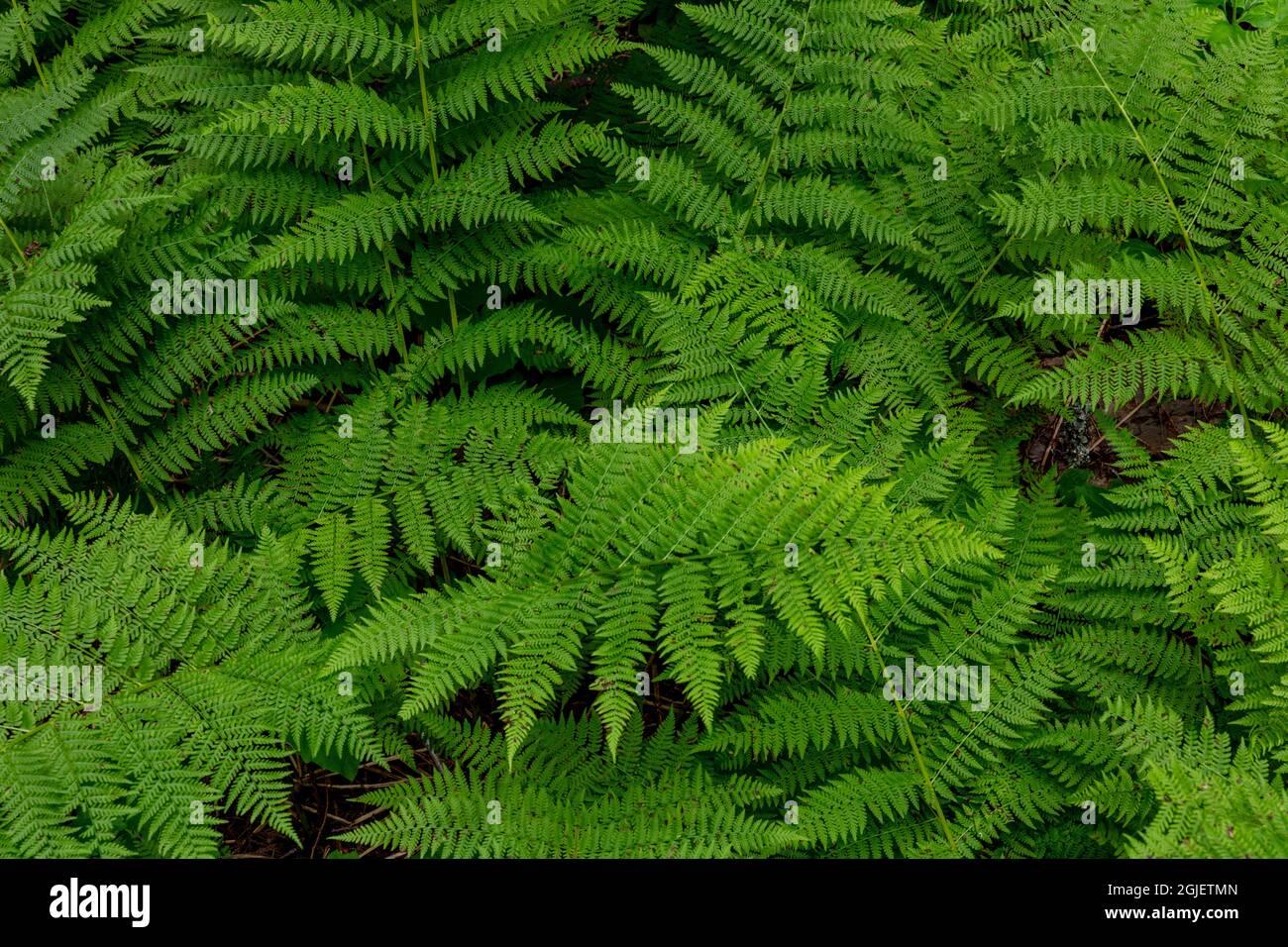 Bracken Ferns along Trail of the Cedars in Glacier National Park ...