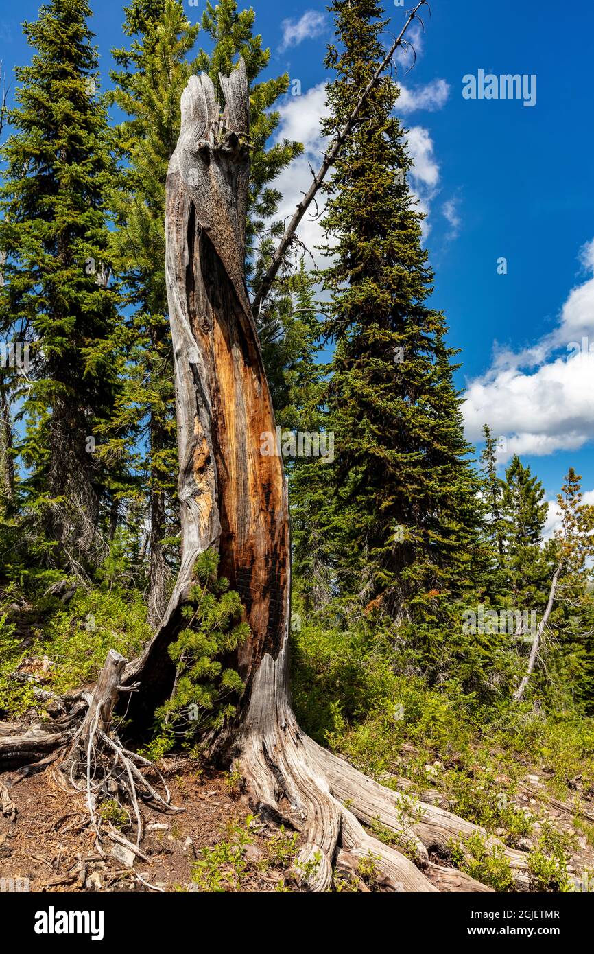 Burnt tree from lightning with new growth in the Flathead National ...