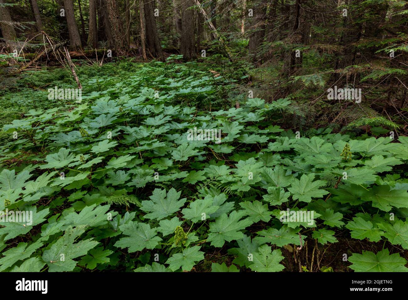 Trail of the cedars hi-res stock photography and images - Alamy