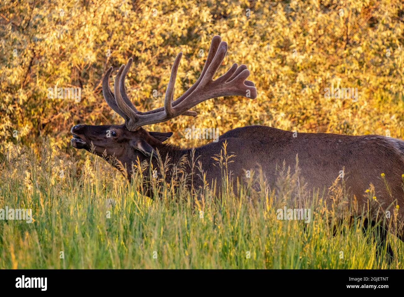 Bull elk in velvet at The National Bison Range in Moiese, Montana, USA ...