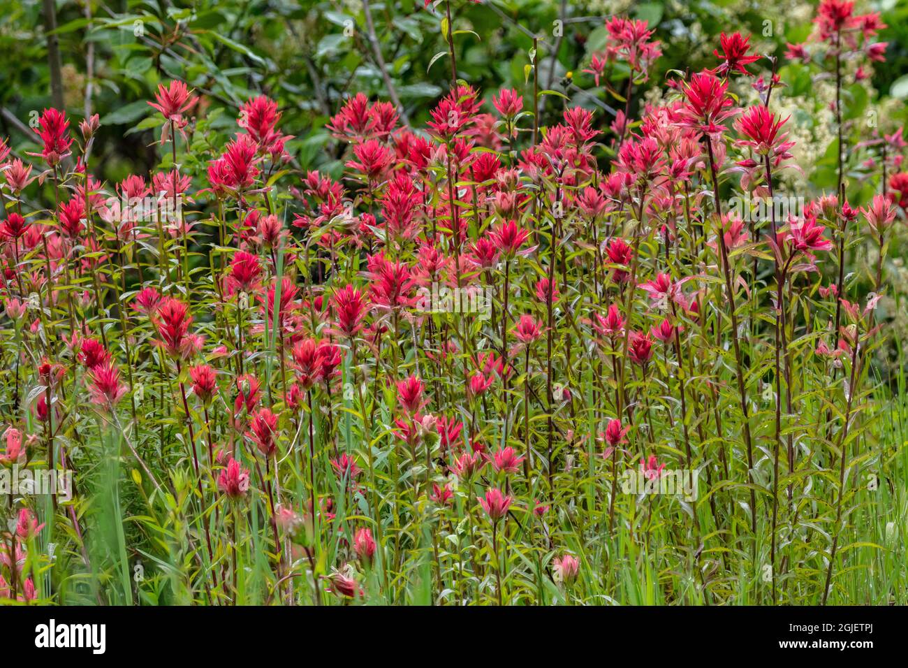 Stillwater state forest hi-res stock photography and images - Alamy