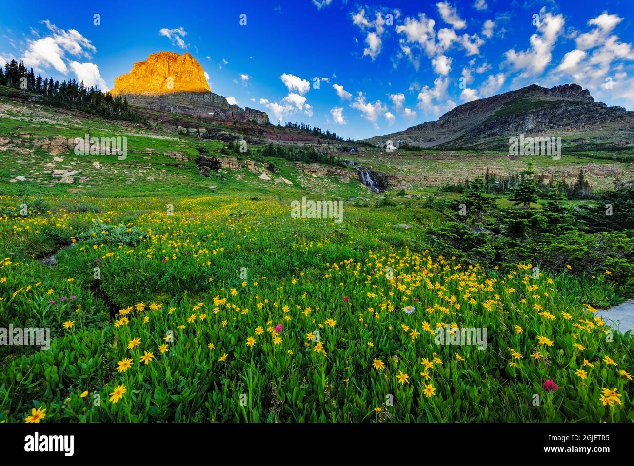 Alpine wildflower meadow at Logan Pass in Glacier National Park ...