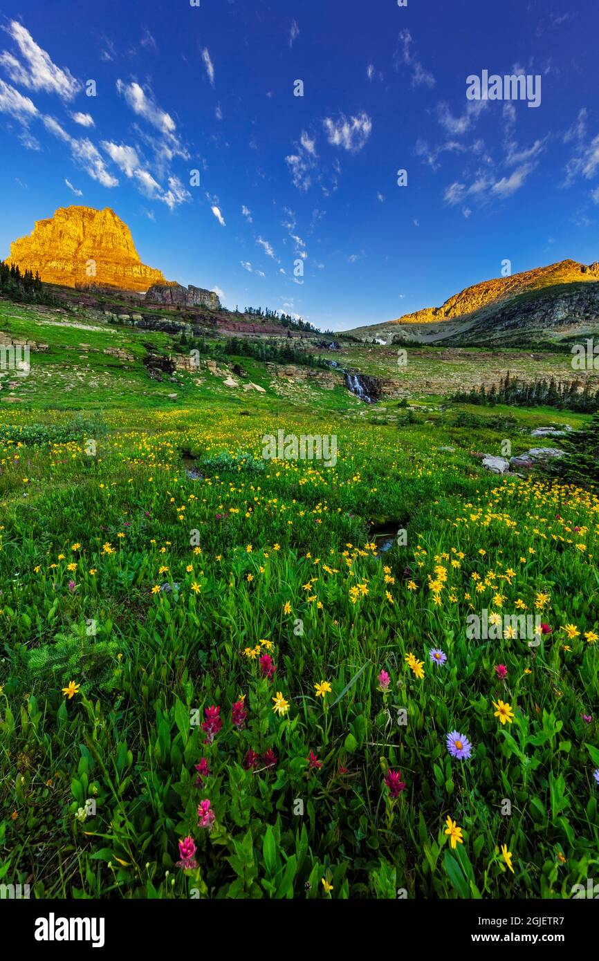 Alpine wildflower meadow at Logan Pass in Glacier National Park ...