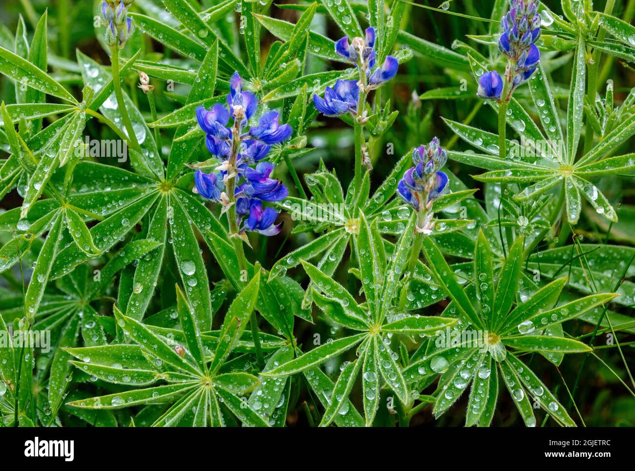 Stillwater state forest hi-res stock photography and images - Alamy