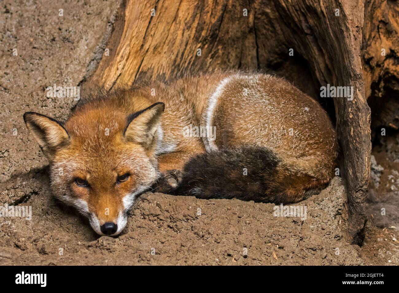 Red fox (Vulpes vulpes) resting curled up between tree roots Stock ...