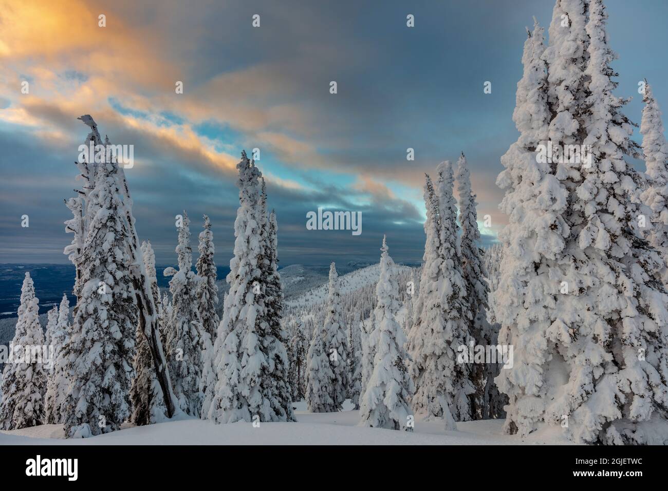 Snow ghost trees at sunset at Whitefish Mountain Resort in Whitefish ...