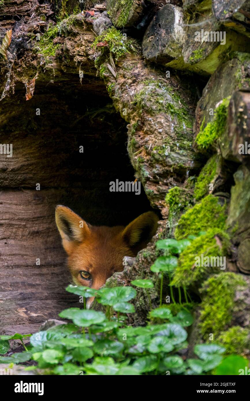 Red fox shy animal hi-res stock photography and images - Alamy