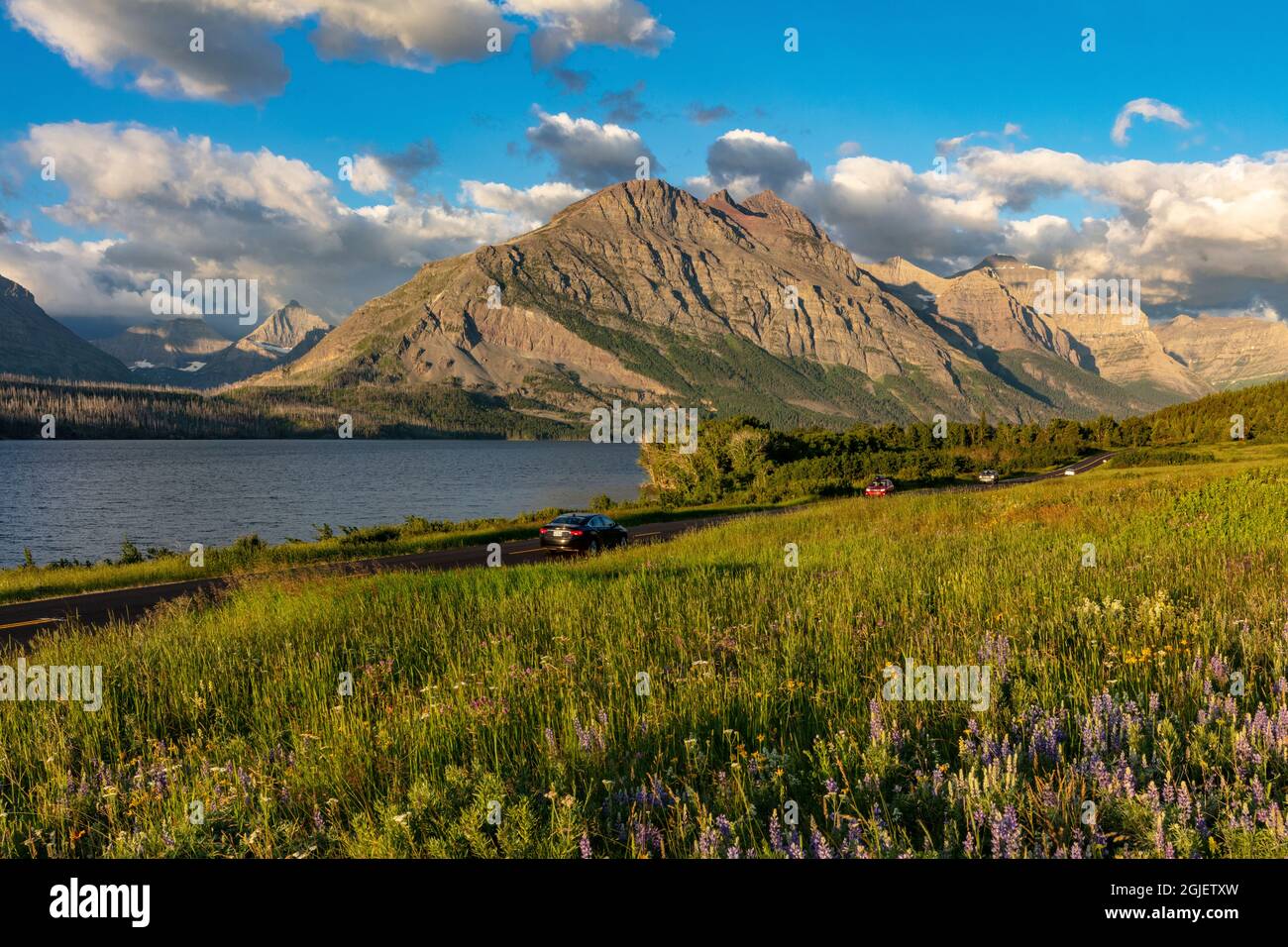 Prairie wildflowers in Two Dog Flats in Glacier National Park, Montana ...