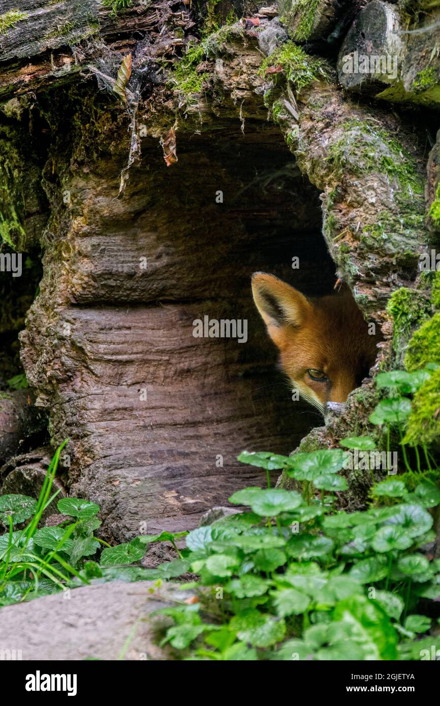 Shy red fox (Vulpes vulpes) hiding in hollow tree trunk in woodpile in ...