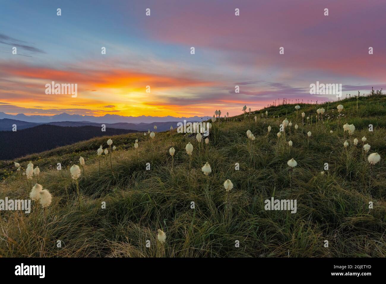 Stillwater state forest hi-res stock photography and images - Alamy