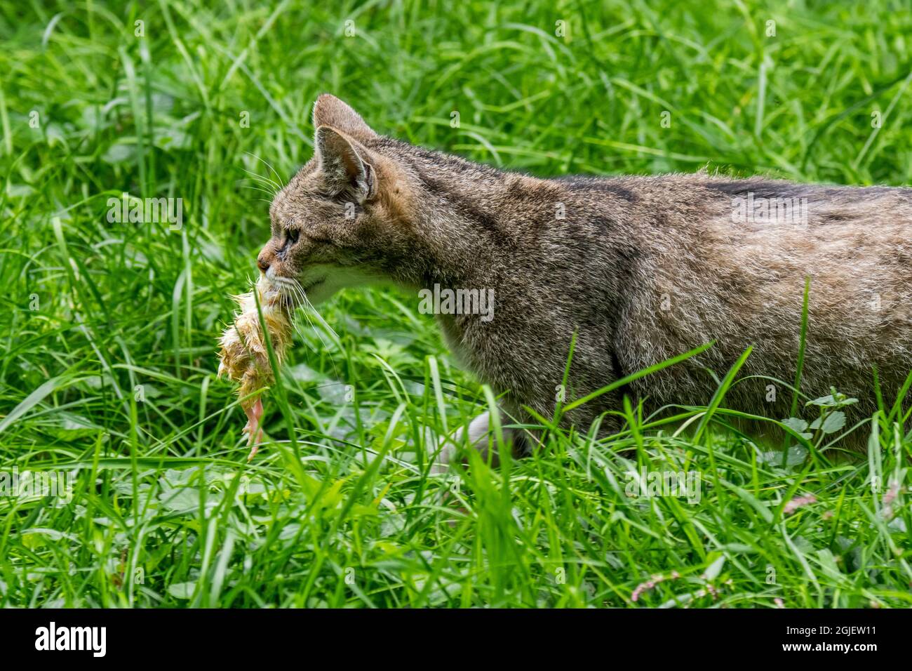 European wildcat / wild cat (Felis silvestris silvestris) running in ...