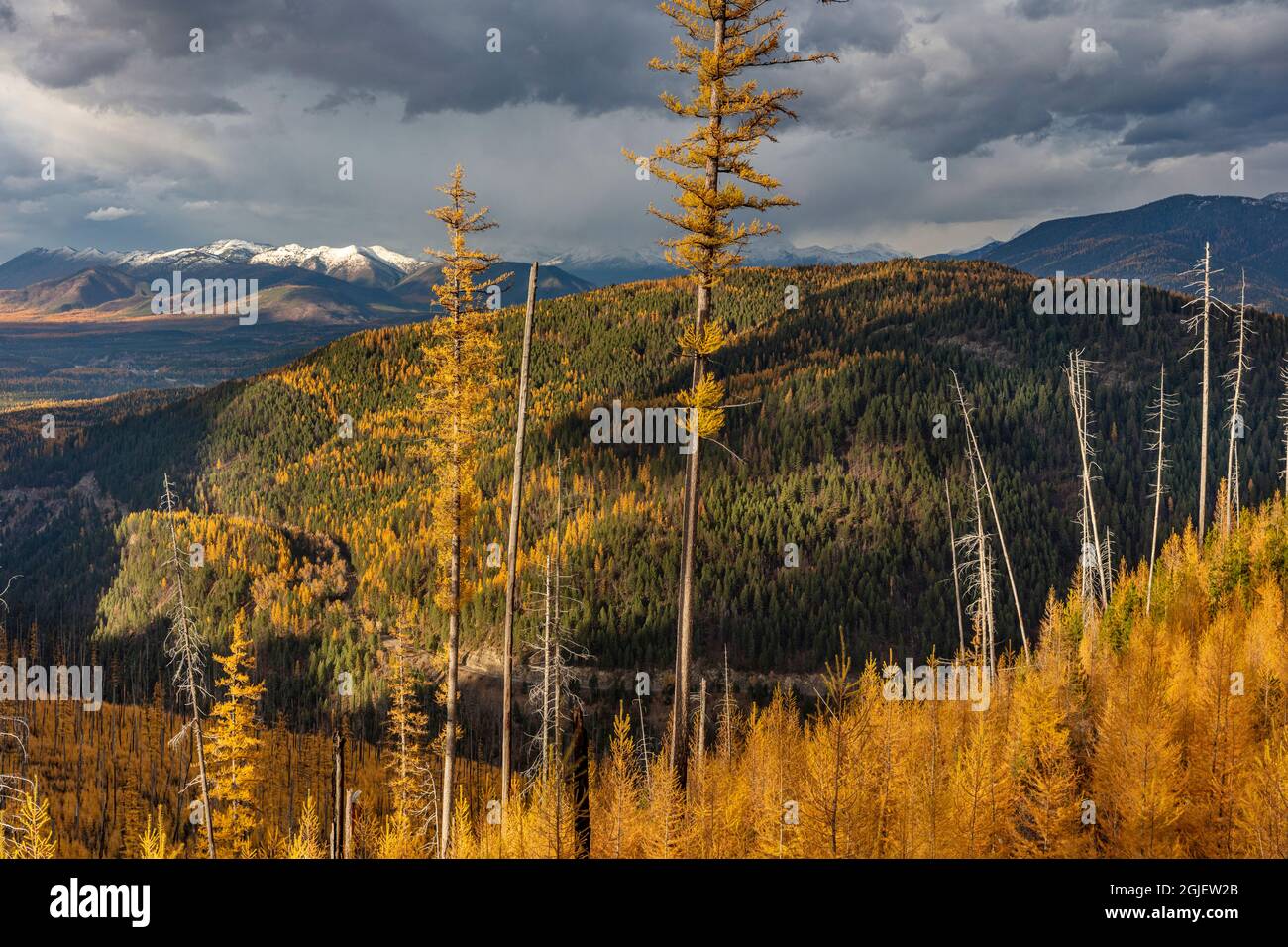 Autumn larch trees above Hungry Horse Reservoir in the Flathead ...