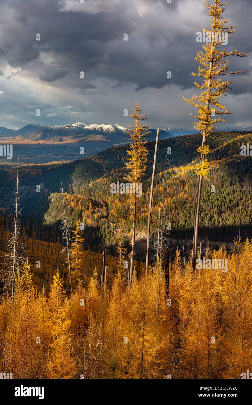 Autumn larch trees above Hungry Horse Reservoir in the Flathead ...