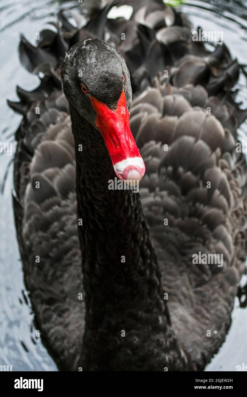 Australian native waterbird hi-res stock photography and images - Alamy