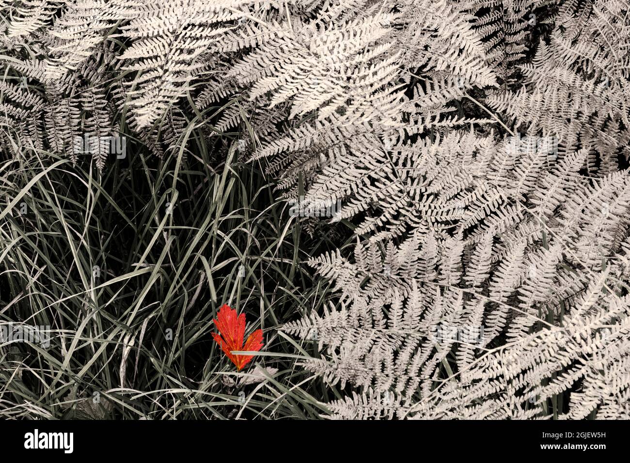 Bracken Ferns in autumn in the Flathead National Forest, Montana, USA ...