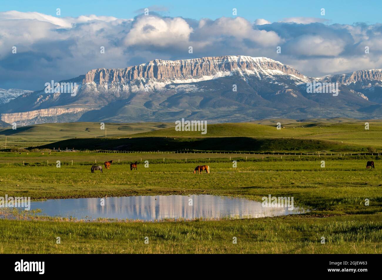 Horses graze in ranch pasture with Castle Reef along the Rocky Mountain ...