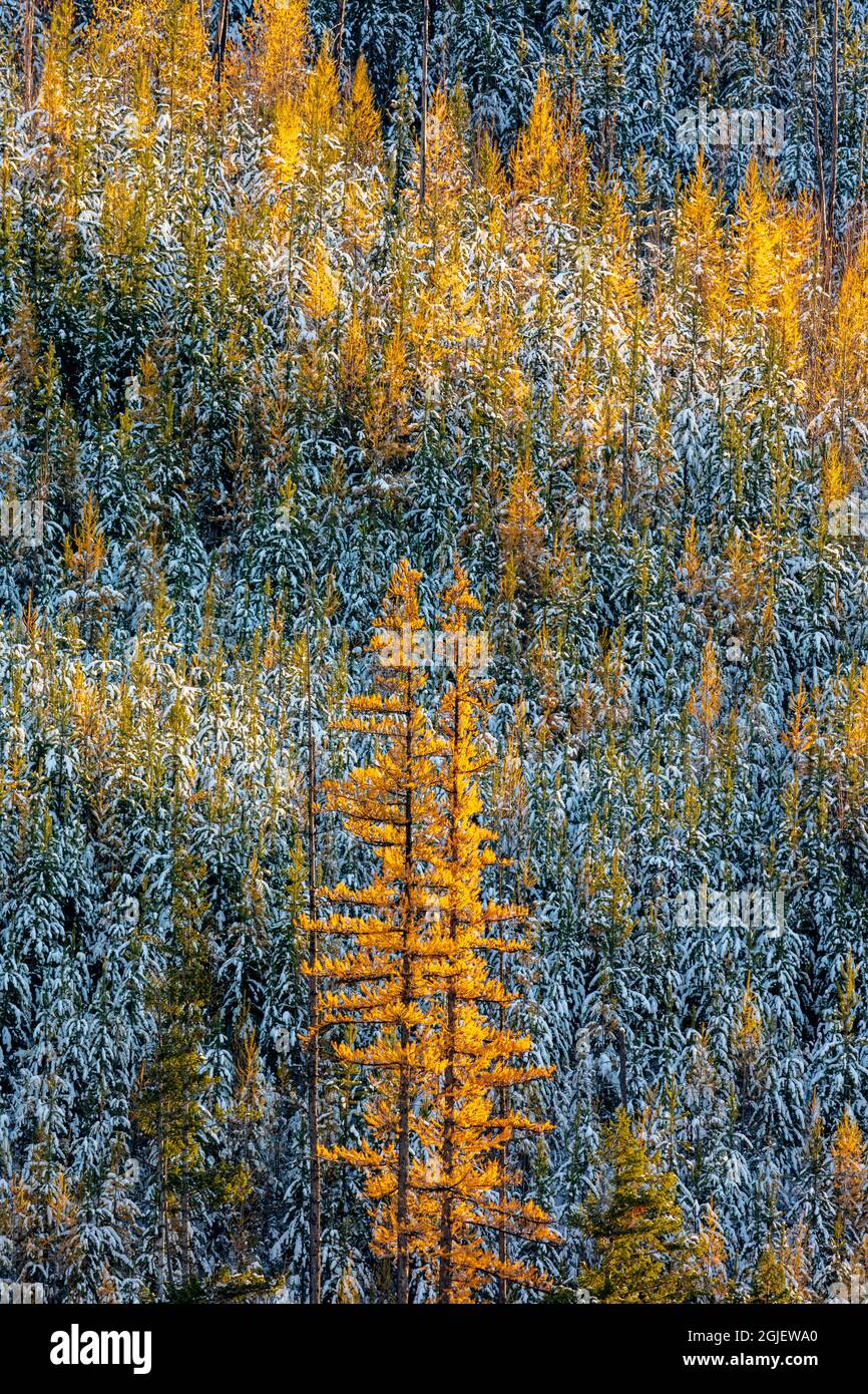 Autumn larch trees with pine forest full of recent snow in Glacier ...