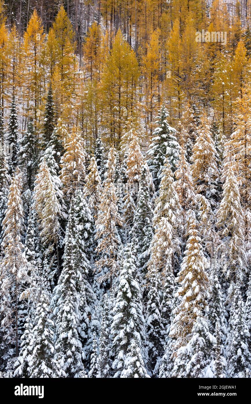 Autumn larch trees with pine forest full of recent snow in Glacier ...
