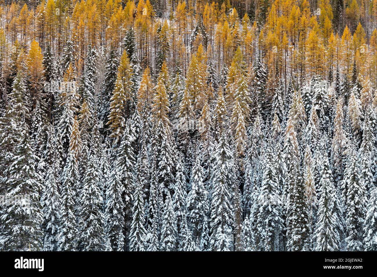 Autumn larch trees with pine forest full of recent snow in Glacier ...