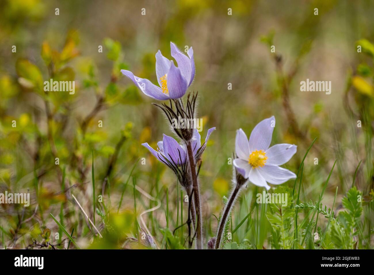 Pasqueflowers aka crocus in spring in Montana Stock Photo - Alamy