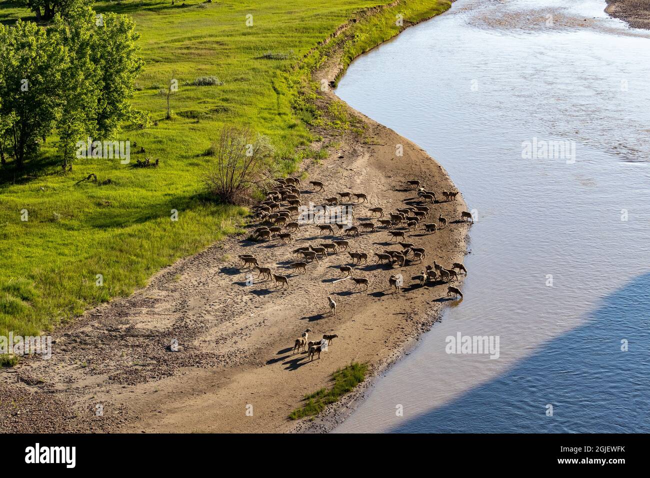 Commercial sheep flock along the Powder River near Broadus, Montana ...