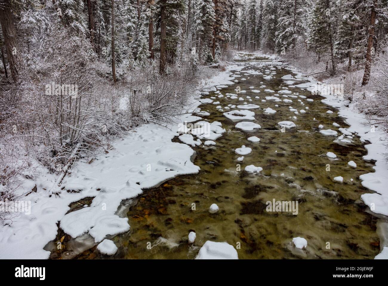 Snowfall coats the forest along Logan Creek in the Flathead National ...