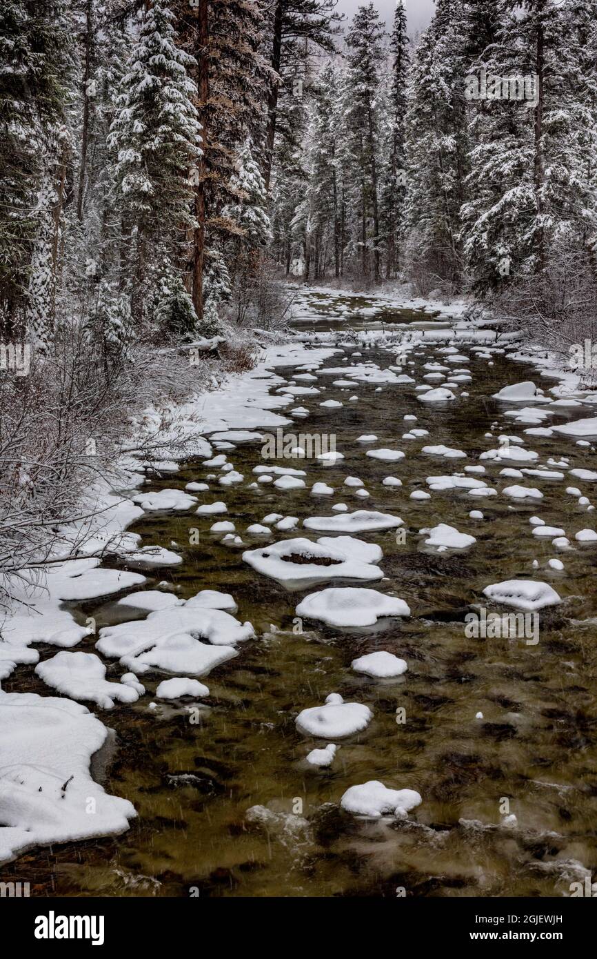Snowfall coats the forest along Logan Creek in the Flathead National ...