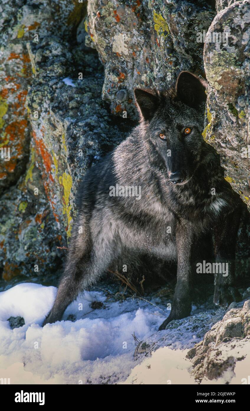 Portrait alert timber wolf hi-res stock photography and images - Alamy