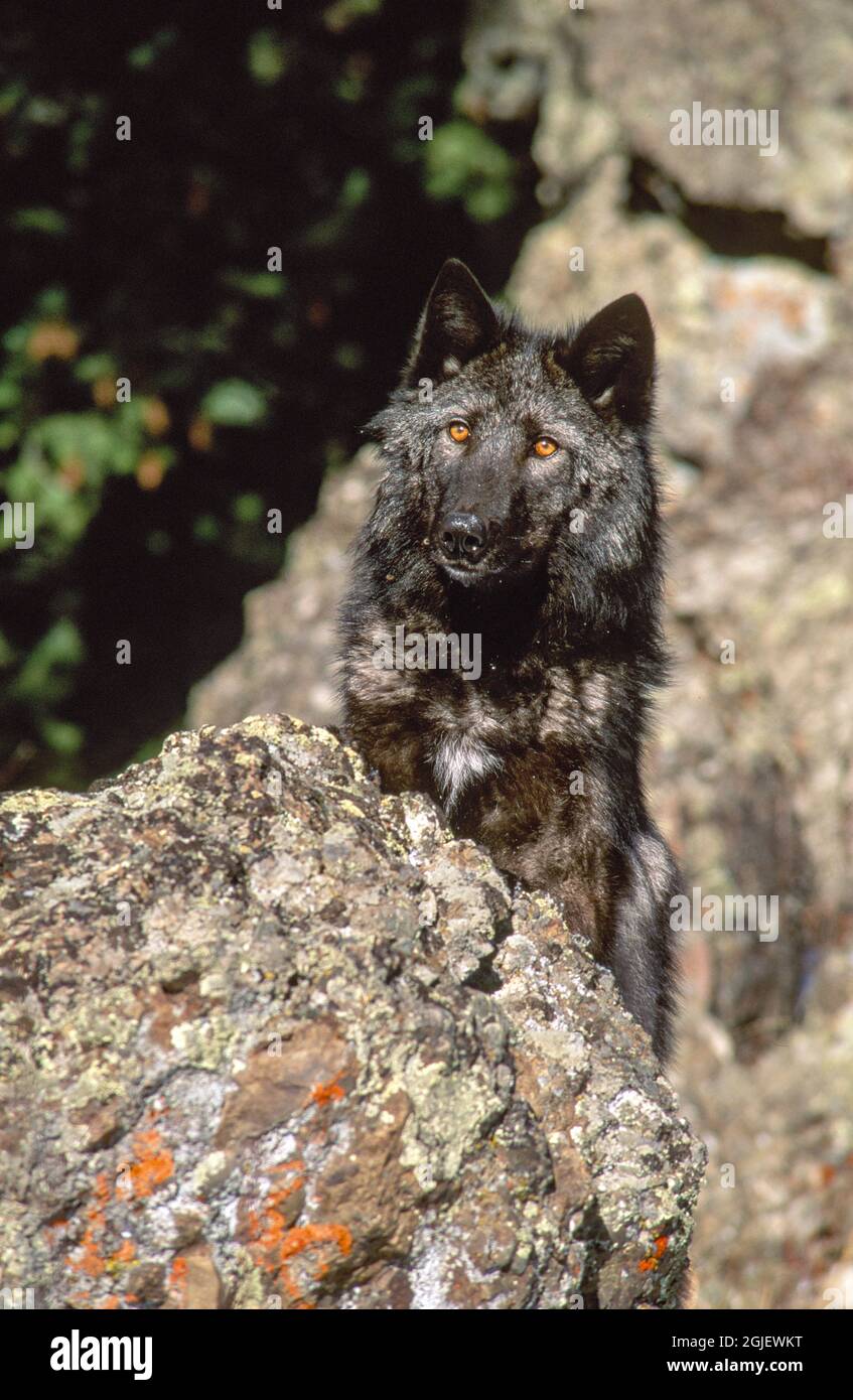 Portrait of Gray Wolf, Montana Stock Photo - Alamy