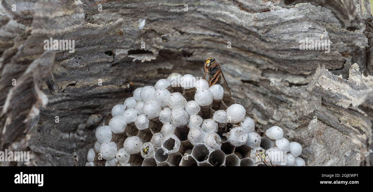 Closeup view of wasps inside the nest Stock Photo - Alamy