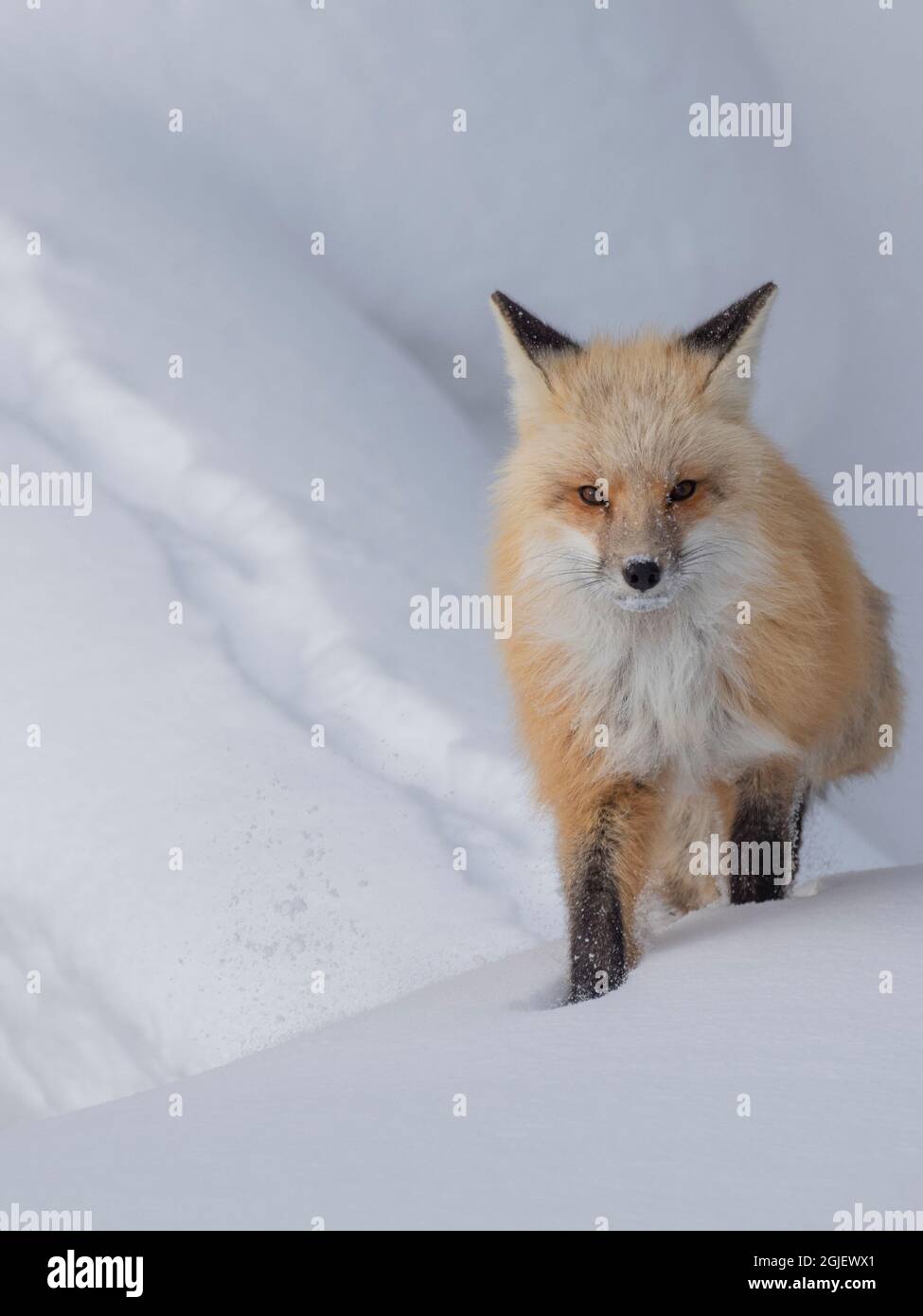 Usa, Wyoming, Yellowstone National Park. Red Fox Stock Photo - Alamy