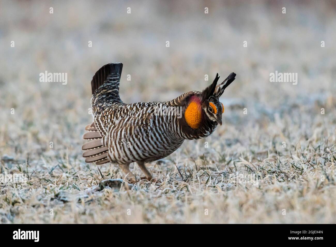 USA, Nebraska. Vulnerable Greater Prairie Chicken (Tympanuchus cupido ...
