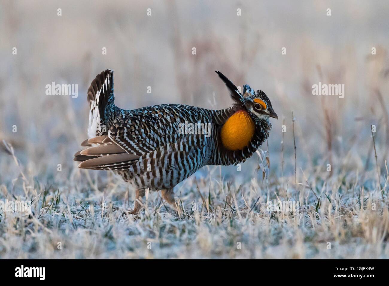 USA, Nebraska. Vulnerable Greater Prairie Chicken (Tympanuchus cupido ...