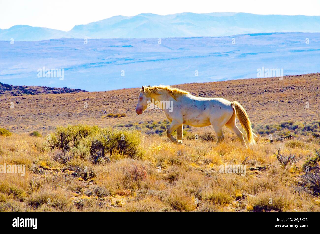 USA, California. Black Rock Desert, wild horses, golden blond albino ...