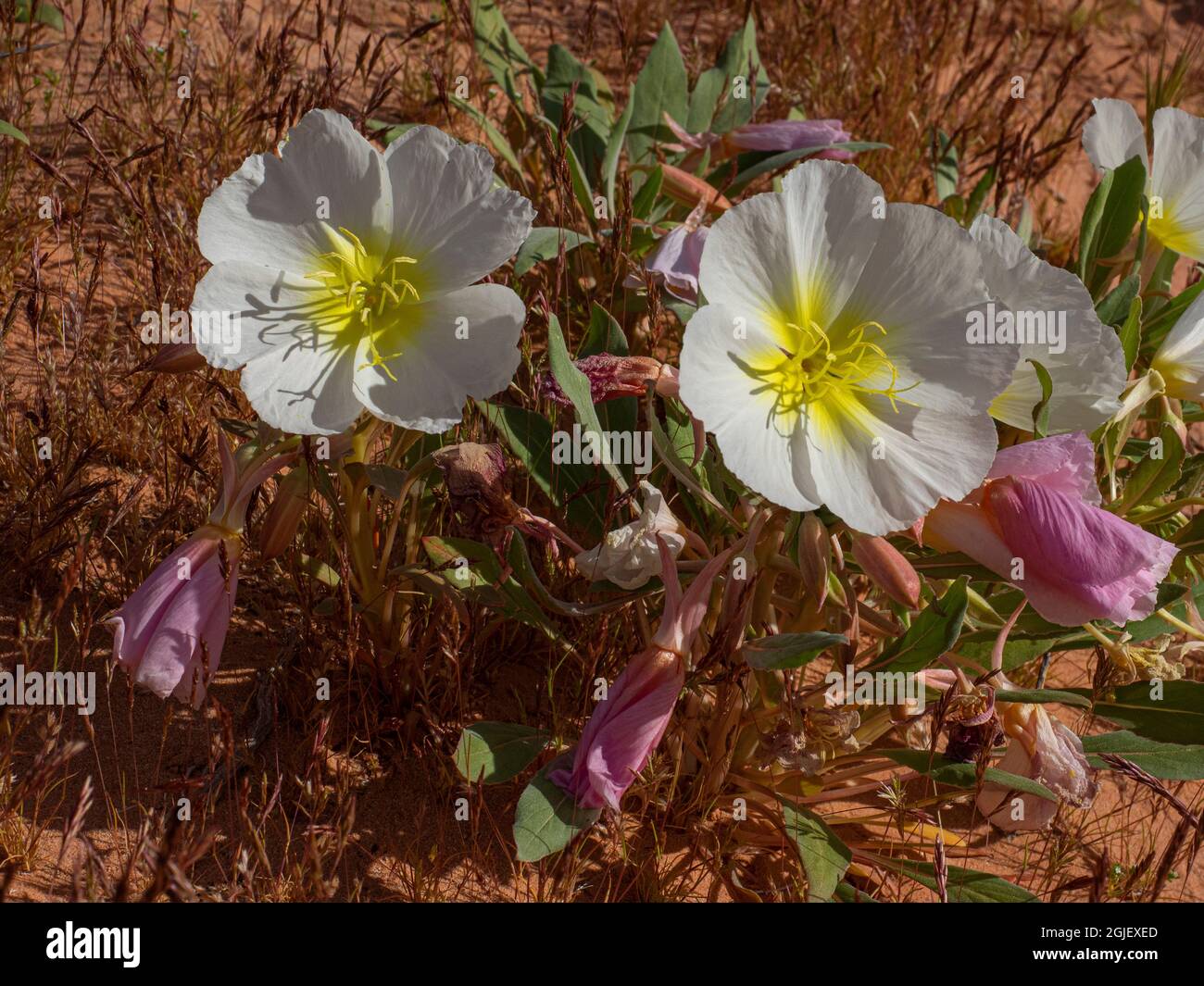 Evening primrose wildflower, Valley of Fire State Park, Nevada Stock ...