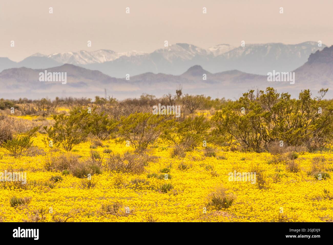 Gordon bladderpod hi-res stock photography and images - Alamy