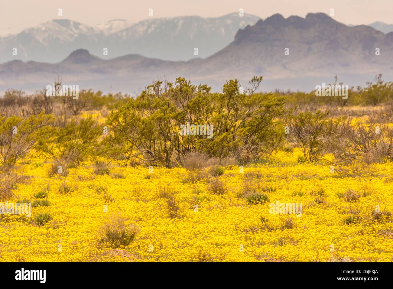 Gordon bladderpod hi-res stock photography and images - Alamy