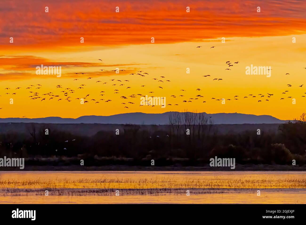 Bosque del apache wildlife reserve hi-res stock photography and images ...