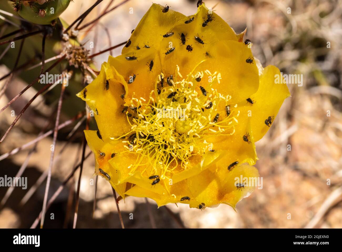 USA, New Mexico, Sandia Mountains. Flea beetles on prickly pear cactus ...