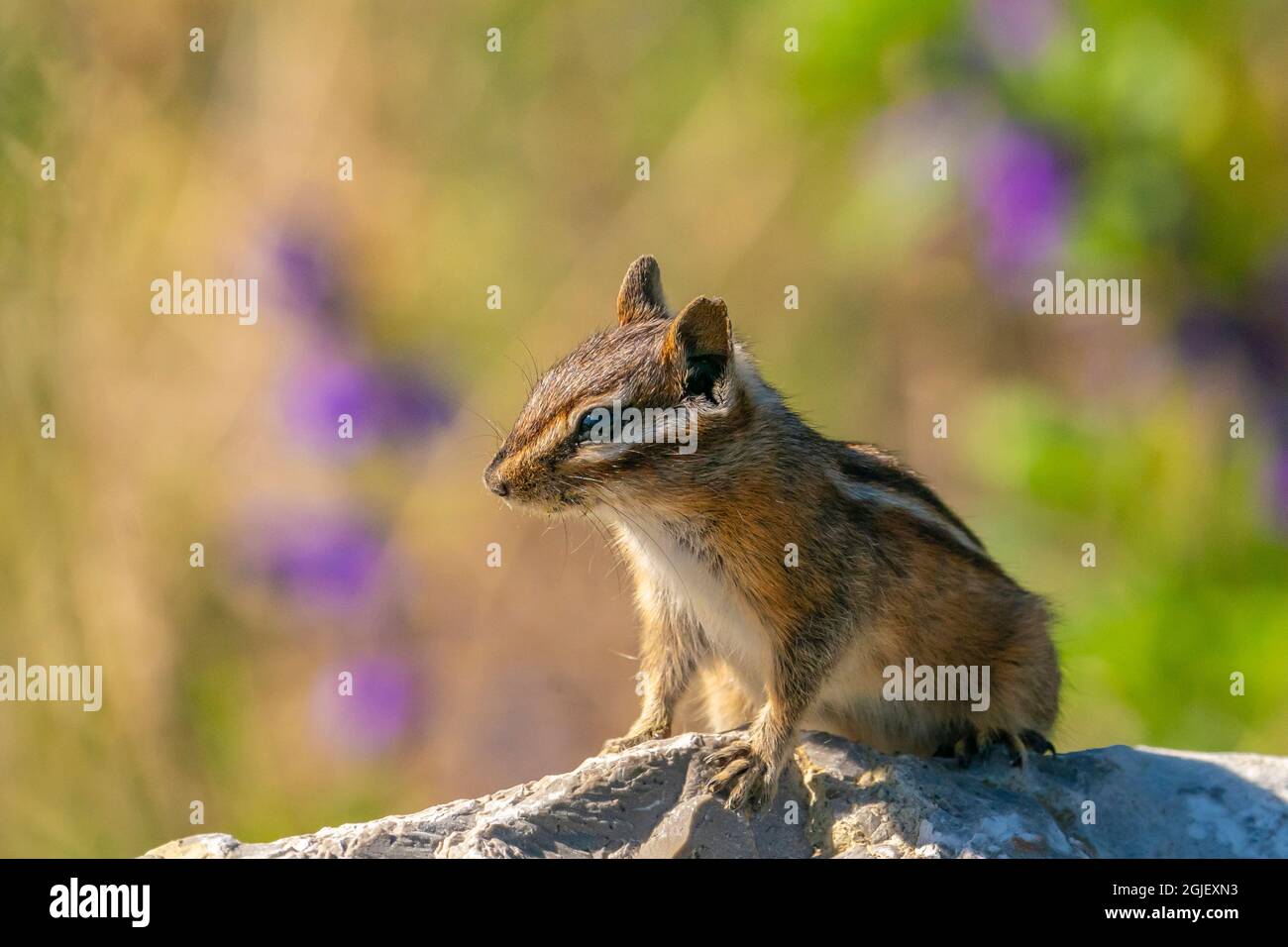 USA, New Mexico, Sandia Mountains. Gray-collared chipmunk on rock Stock ...