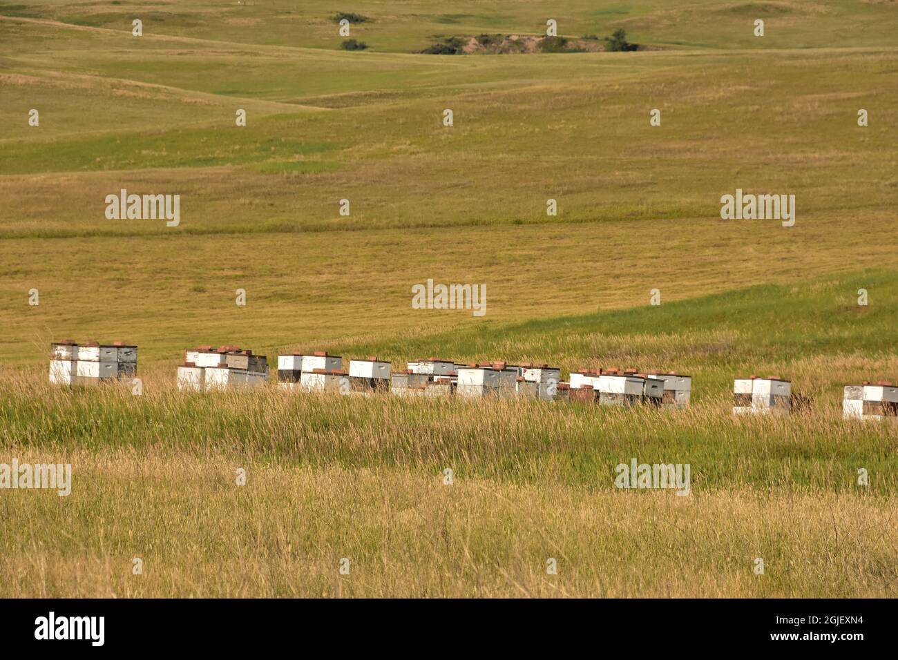 Beautiful landscape with bee hives stacked in an agricultural field ...