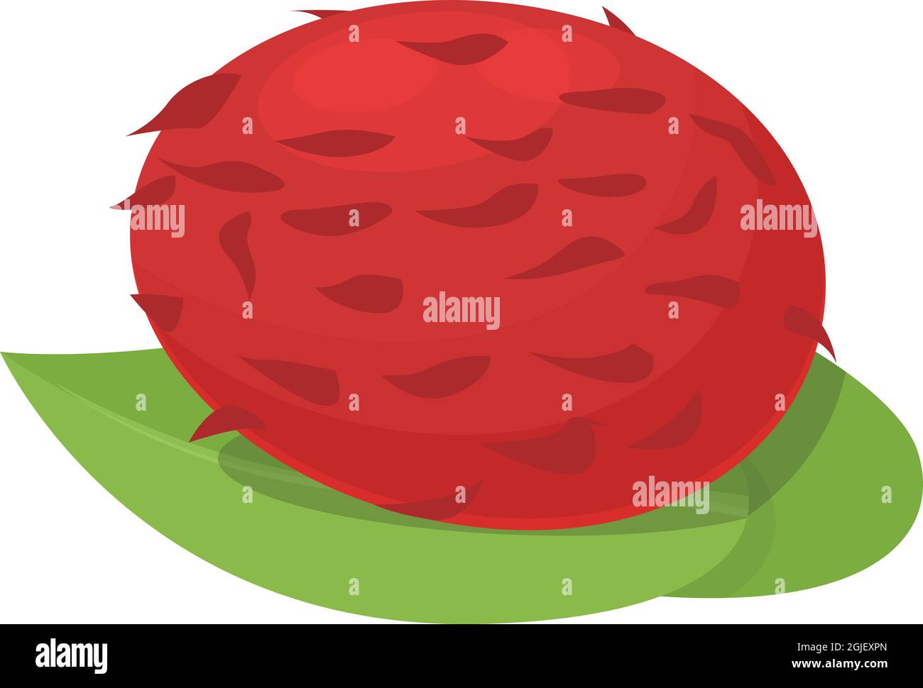 Leaf rambutan icon cartoon vector. Tropical fruit. Fresh rambutan Stock ...