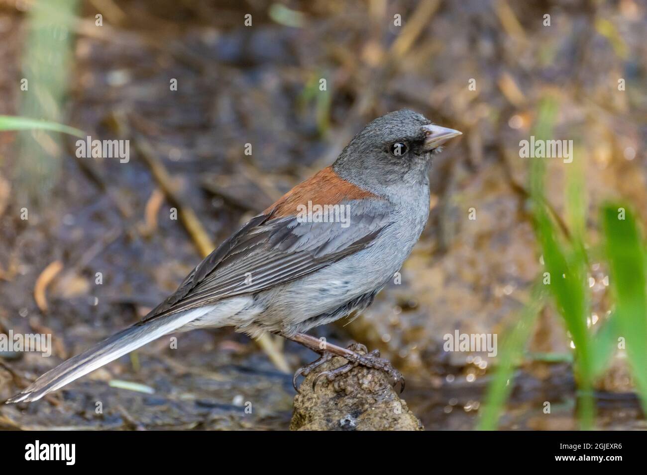 Mountain bird rock hi-res stock photography and images - Alamy