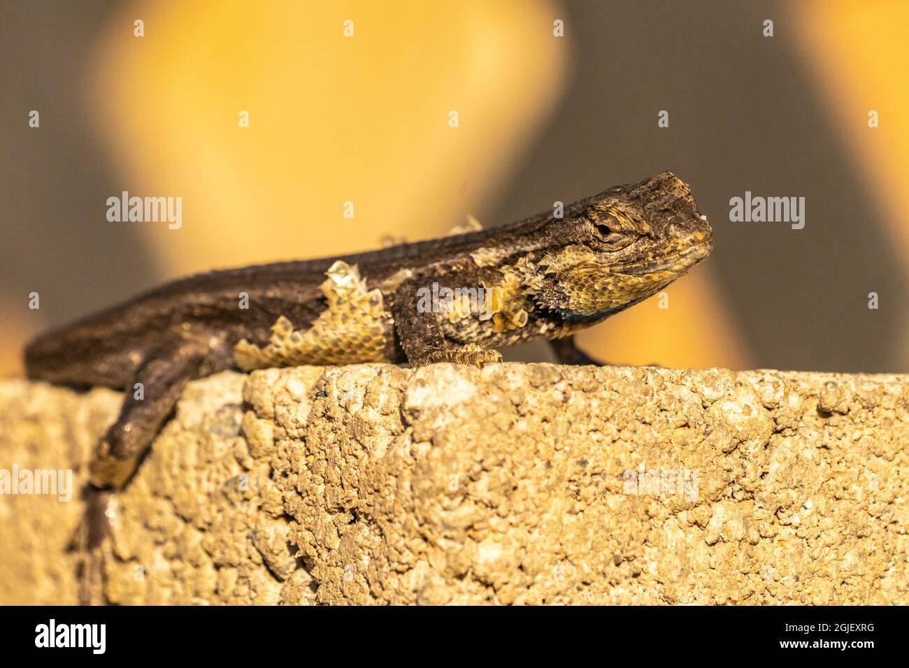 USA, New Mexico. Fence lizard shedding skin Stock Photo - Alamy