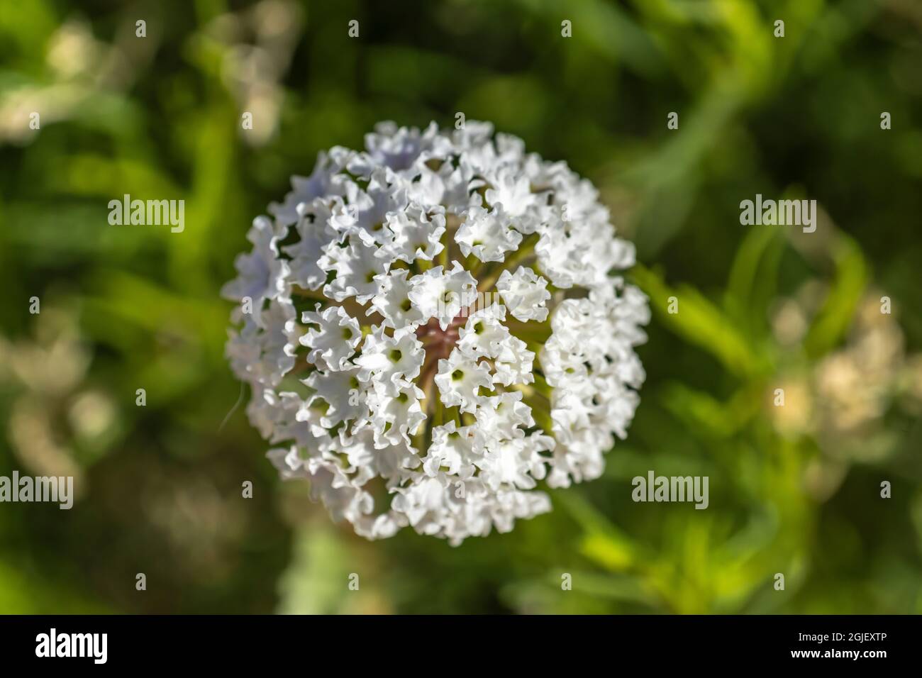 USA, New Mexico. Snowball sand verbena blossom Stock Photo - Alamy