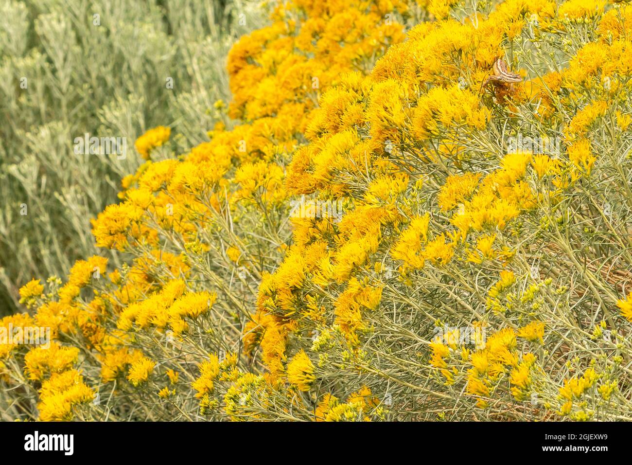 USA, New Mexico. Fence lizard on yellow rabbitbrush Stock Photo - Alamy