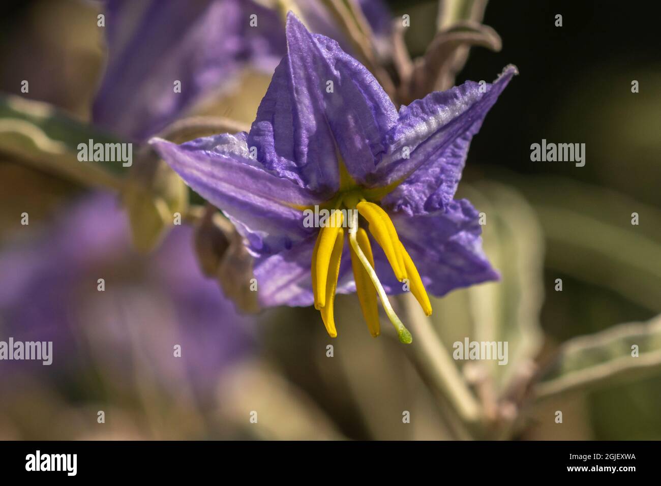 USA, New Mexico, Petroglyph National Monument. Silverleaf nightshade ...